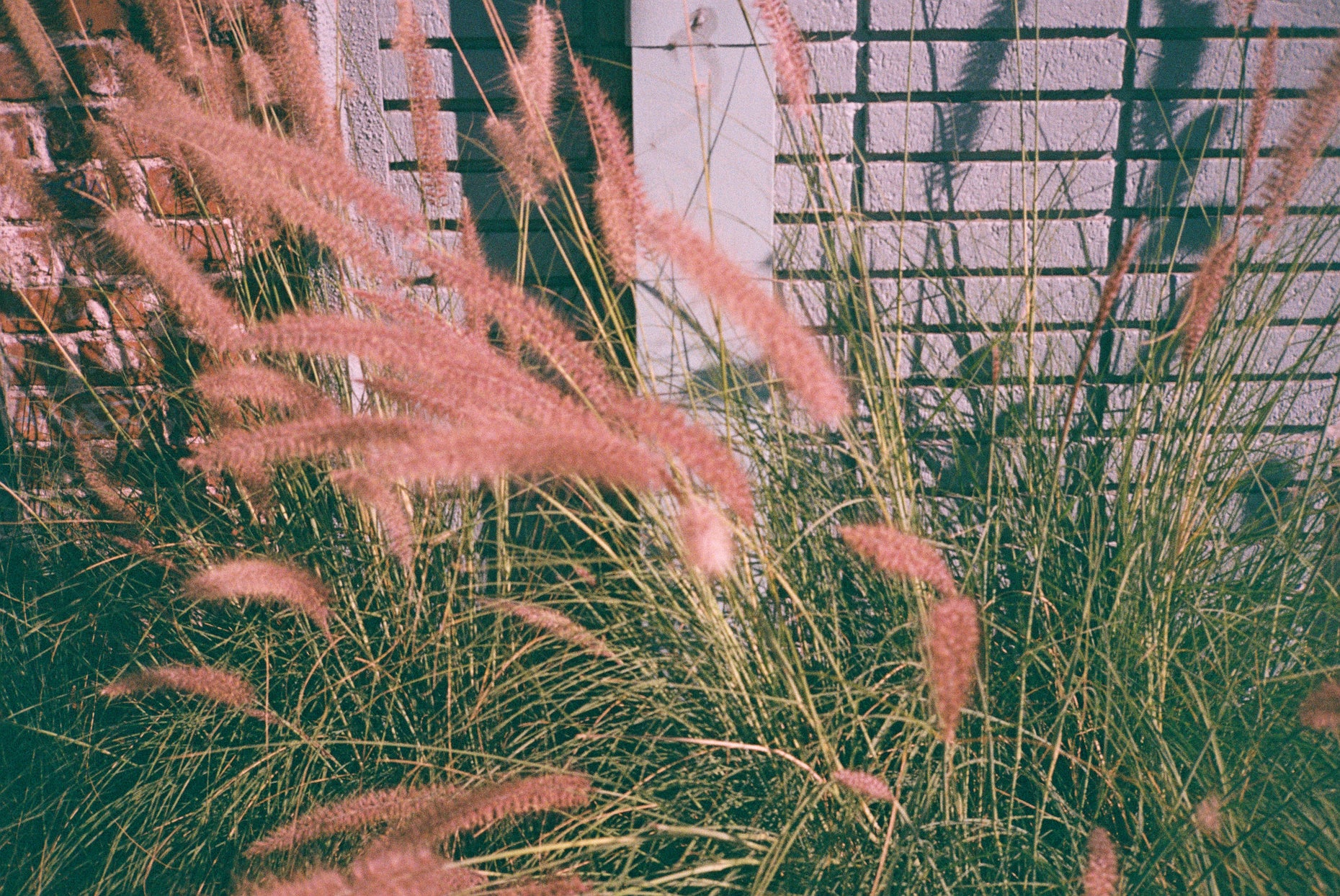 FAMILY PACK 200 speed - Solar, Jelly, Bubblegum, Pacific, Apollo & Ste ...